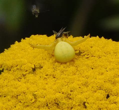 Zeitzeugen aus Oldisleben und Umgebung Veränderliche Krabbenspinne in