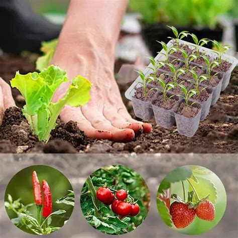 Plant Seedling Germination Promotion Cultivation Planters Spacious 6