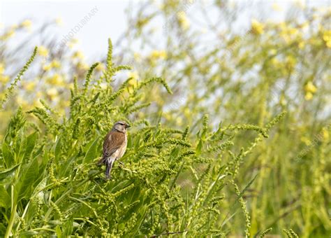 Linnet Stock Image C0581958 Science Photo Library