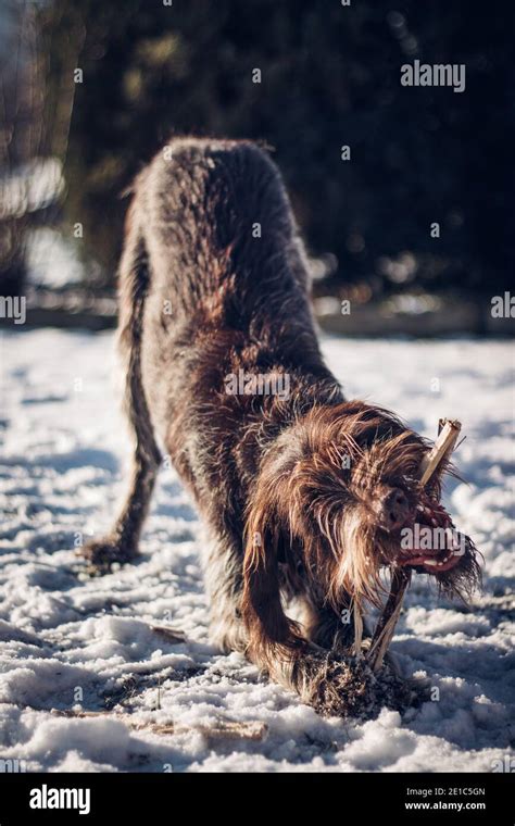 Rough Coated Bohemian Pointer Is Happy To Bite His New Toy Which He
