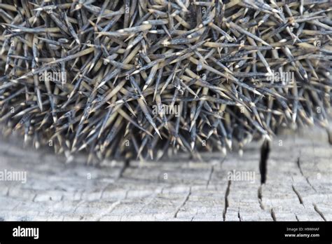 Igel Auf Dem Baumstumpf Igel Zusammengerollt In Eine Kugel Stockfotografie Alamy