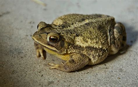 Art Garden Adventures Ode To A Toad