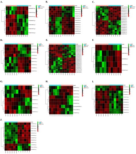 Hierarchical Cluster Analyses Of Differentially Expressed Lncrnas Heat