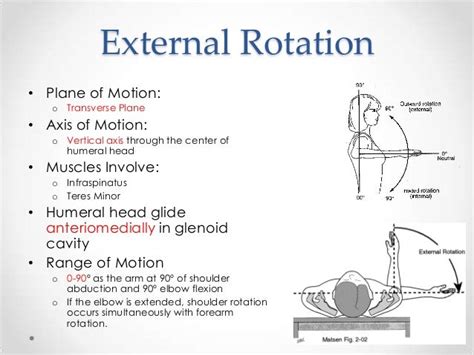 The Shoulder Joint
