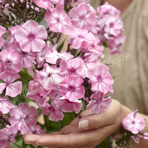 Mixed Pink Colour Phlox Perennial Garden Roots Plants Wildflower