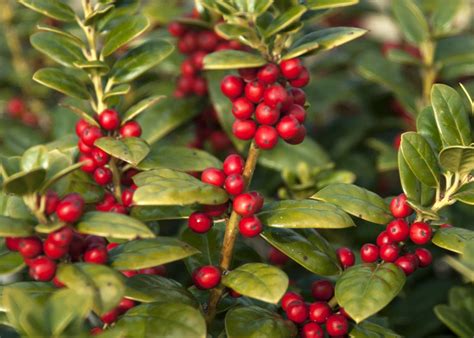 Dwarf Holly Shrub When To Plant At Hamish Riddoch Blog