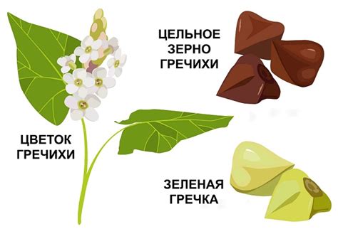 Гречневая крупа (гречка): состав, калорийность, польза и вред продукта