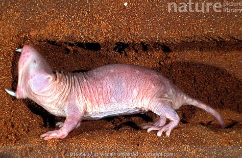 Nature Picture Library Naked Mole Rats Heterocephalus Glaber Digging