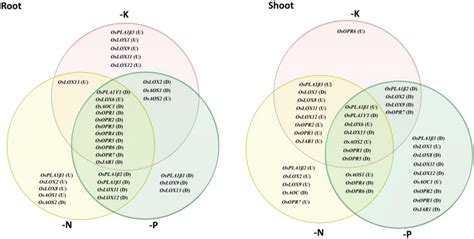 Overlapping Expression Of Rice Ja Biosynthesis Genes Under N P And K