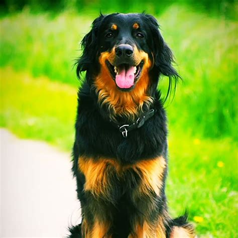 ТОП самых умных пород собак Shorts Youtube