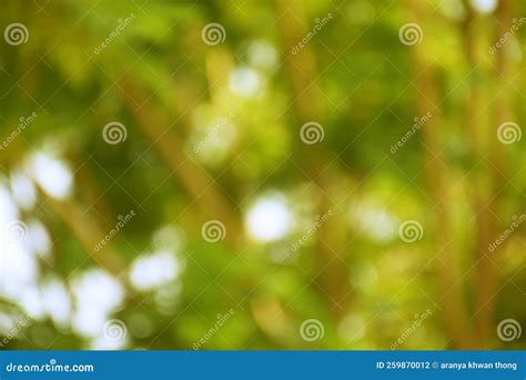 Nature Scenery With Tree Blur Tree Blur Background Blur Background Nature Blur Stock Photo