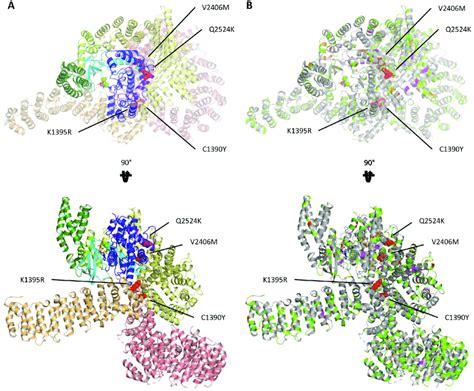 Cryogenic Electron Microscopy Structure Of Mtor With Mapped Novel