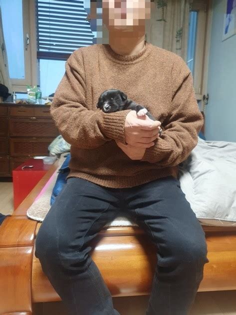 진도믹스 누리 스트레이트 대형견종류 실버푸들 랙돌 애견분양 유기묘 애완견종류 소형견 강아지종 빅토리아펫보호소 입양완료