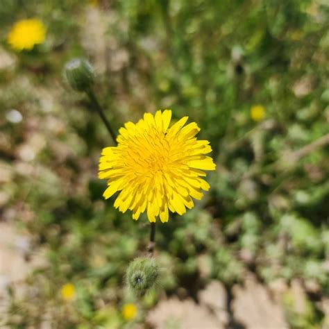 Premium Photo A Yellow Dandelion In A Field Of Grass