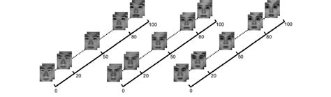 Gender Morph Continua From Fully Female To Fully Male Download Scientific Diagram
