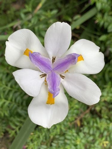 Large Fortnight Lily Dietes Grandiflora · Inaturalist