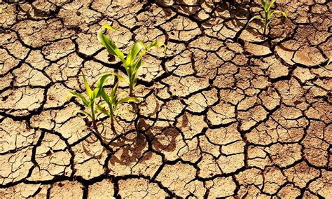 Agricultural Drought Strikes 25 Blocks Posing Threat To Crop Yields