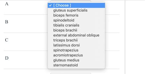 Solved Identify All Of The Indicated Muscles Using The Chegg