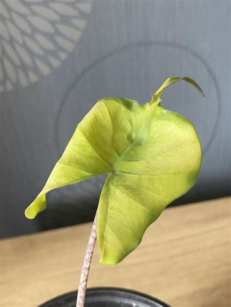 Last Stingray Leaf Is Yellowing Information In Captions Ralocasia
