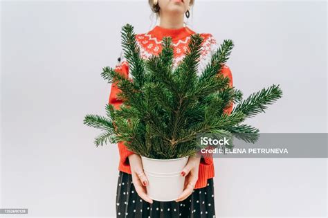 밝은 배경에 크리스마스에 그녀의 손에 전나무 가지와 빨간 스웨터를 입은 현대 여성 새해의 최소 컨셉 35 39세에 대한 스톡