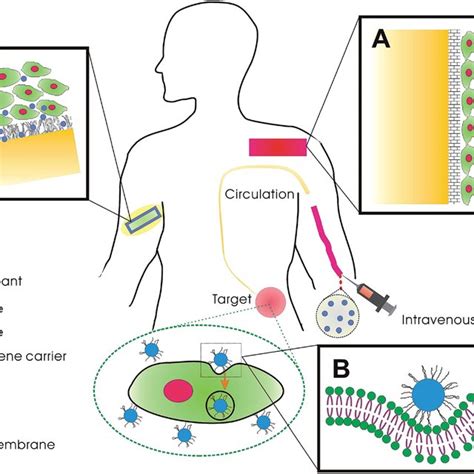 Pdf Engineering And Functionalization Of Biomaterials Via Surface