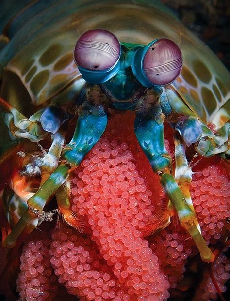 Rainbow Mantis Shrimp Pseudosquilla Ciliata Mantis Shrimp Sea