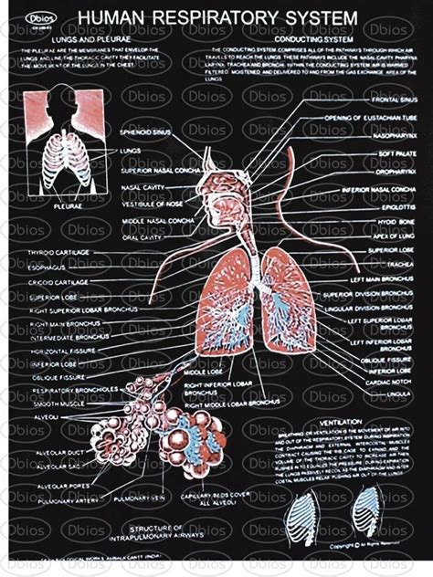 Chrats 75100 Cm Circulatory System Chart At ₹ 800piece In Ambala Id