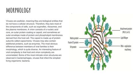 Branches Of Microbilogypptx
