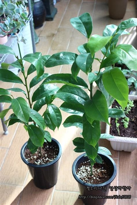 그라비올라 키우기 시작 묘목 파는곳이 있었다 네이버 블로그