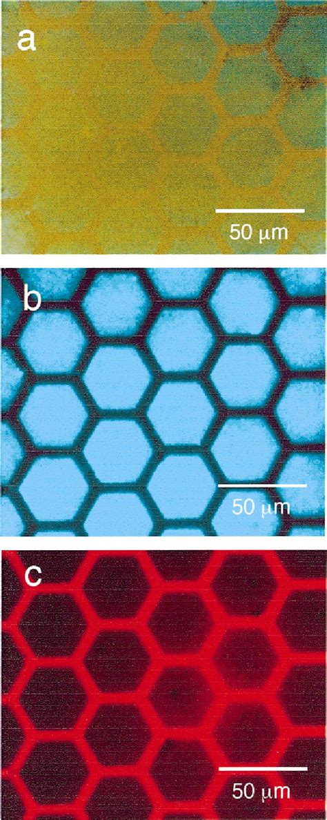 Figure 2 From Micrometer Scale Patterning Of Multiple Dyes On Hyperbranched Polymer Thin Films