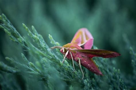 Premium Photo Butterfly Hawk Moth On An Evergreen Cover