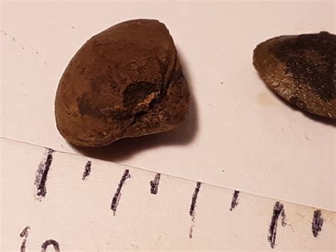 Is This A Clam Cast Fossil Id The Fossil Forum