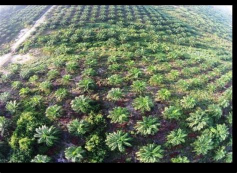 Dijual Kebun Sawit Di Sambas Kalimantan Barat Indohouses
