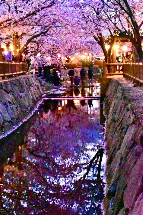 °̥࿐まれ⚖️ﾟ･ ᐝ⎳ℴ ⎷ ℯ🦩 On Twitter お花見の夜は更けて🌃