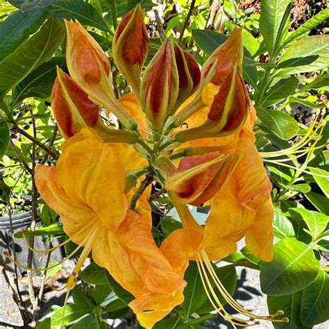 Azalea Klondyke Fieldstone Gardens Inc