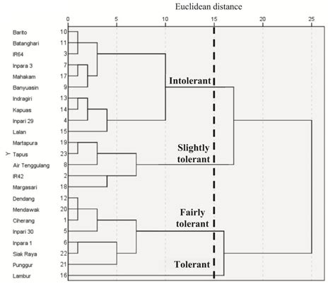 classification of rice varieties tolerance level to flooding on