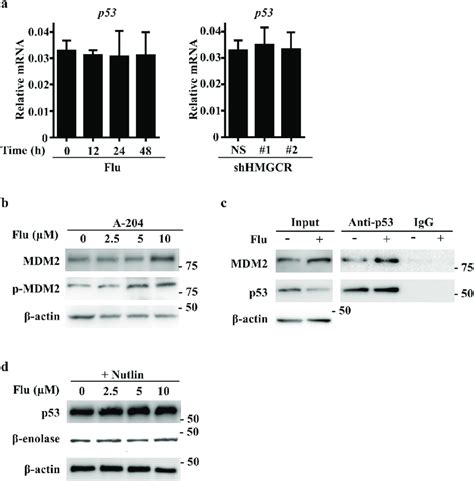 Fluvastatin Promotes P53 Degradation Via Enhanced Mdm2 Phosphorylation