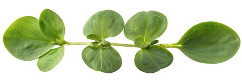 Green Plant Branch Illustration PNG