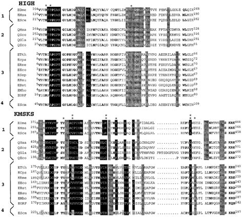 Partial Amino Acid Sequence Alignment Of The Glxrs Rossman Fold Region Download Scientific