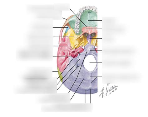 Diagram Of Occipital Bone Inferior View Quizlet