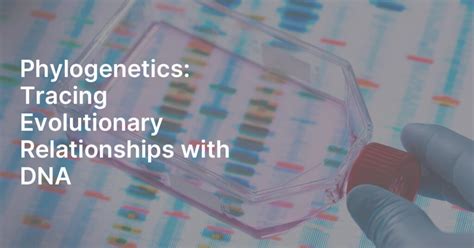 Phylogenetics Tracing Evolutionary Relationships With Dna