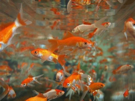 Comet Goldfish Size Lifespan Tank Size Care Ultimate Guide Hepper