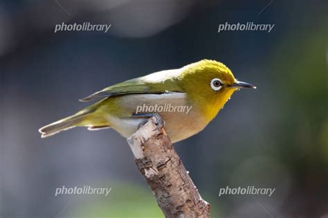 Photolibrary