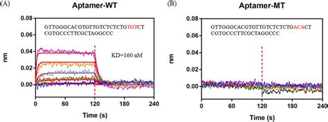 Bli Assay To Analyze The Interaction Between Afb1 And Aptamers A