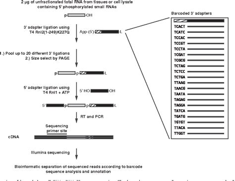 Figure 1 From Barcoded Cdna Library Preparation For Small Rna Profiling