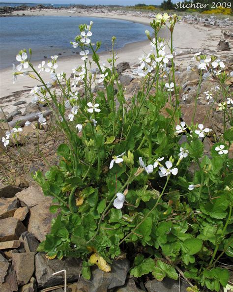 Charlock And Radishes The Genus Raphanus West Of The Cascade Mountains