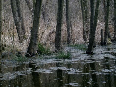 Free Images Tree Water Nature Swamp Wilderness Trunk River