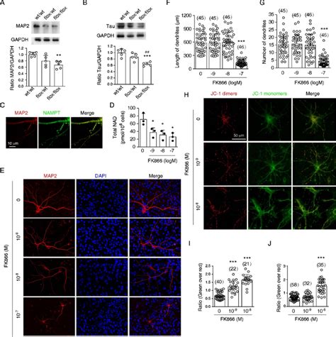 The Conditioning Knockout Of The Nampt Gene And The Inhibition Of Nampt