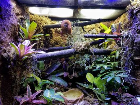 Green Tree Python Enclosure