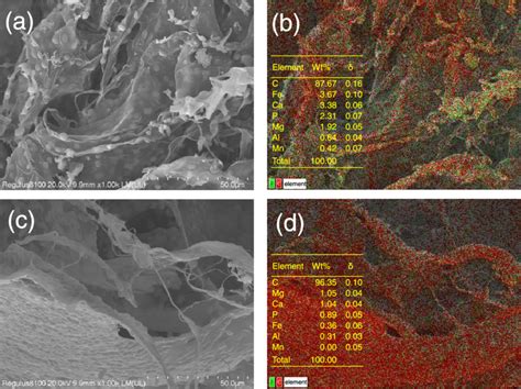 SEM Freeze Dried Images Of The Cultures Under N Limitation A And